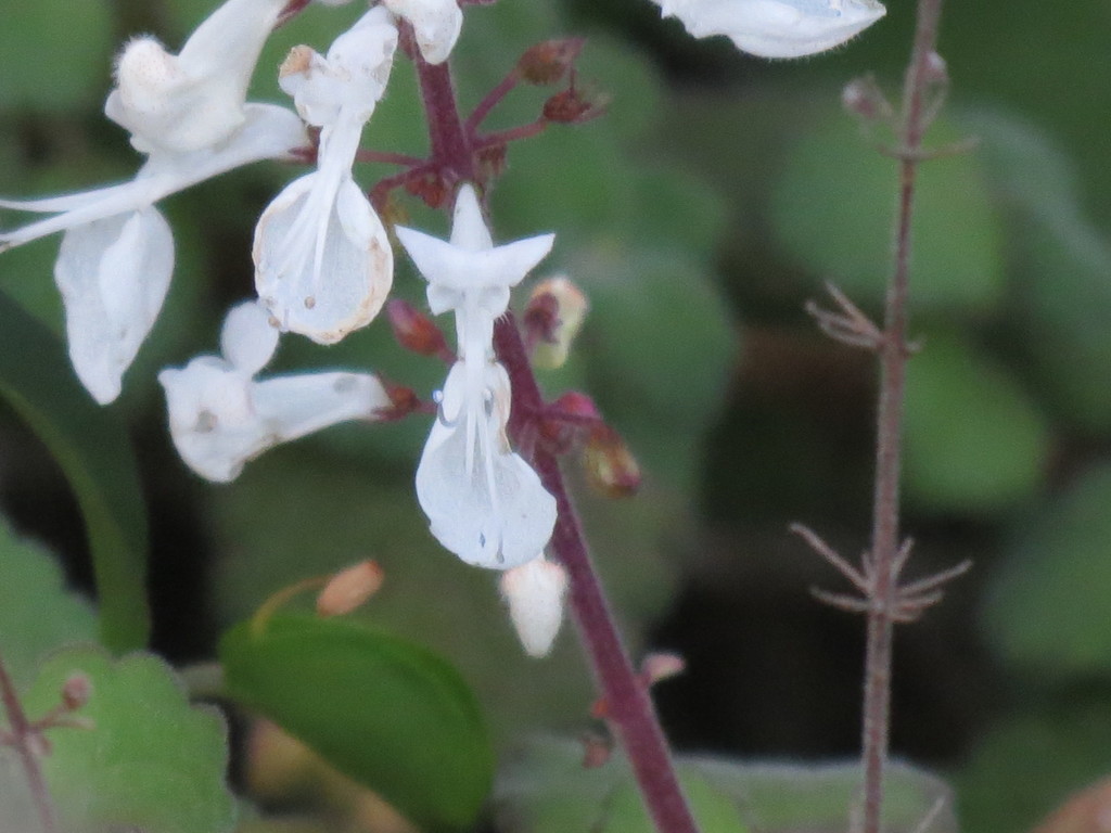 Thicket Spurflower from Western District, South Africa on June 14, 2021 ...