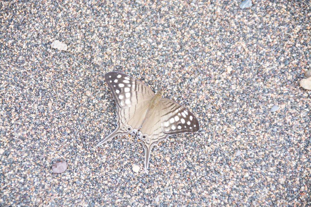 Spot-banded Daggerwing from Los Patos Sirena Trail, Puntarenas Province ...
