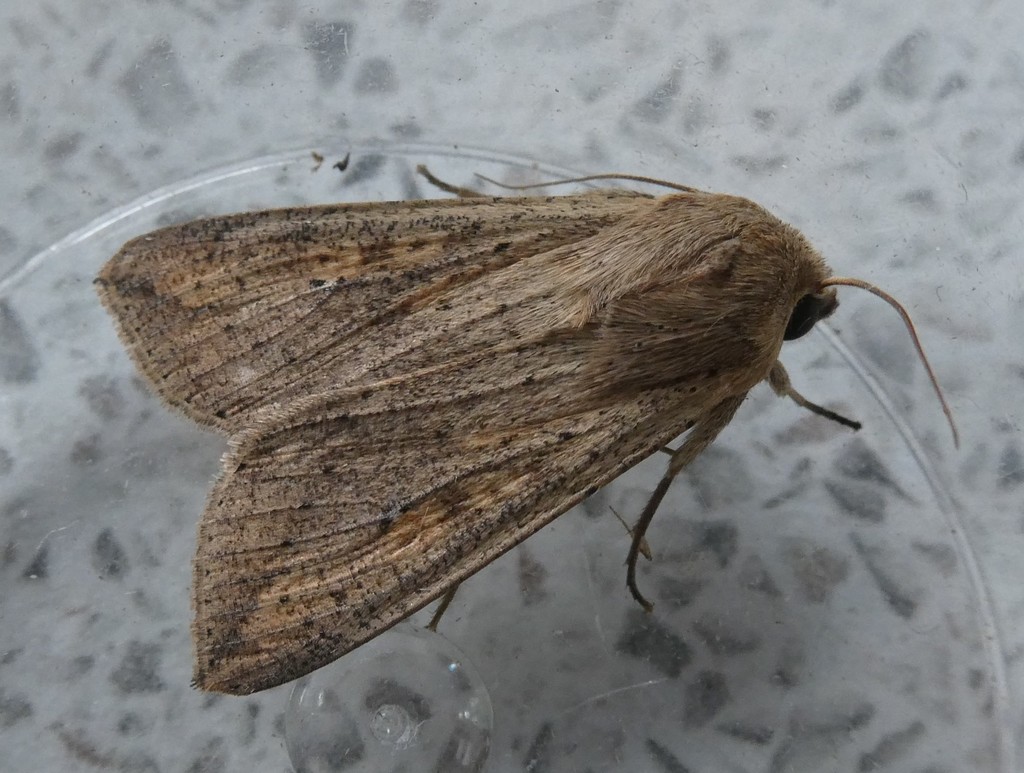 Northern armyworm from Motueka, New Zealand on November 19, 2020 by ...