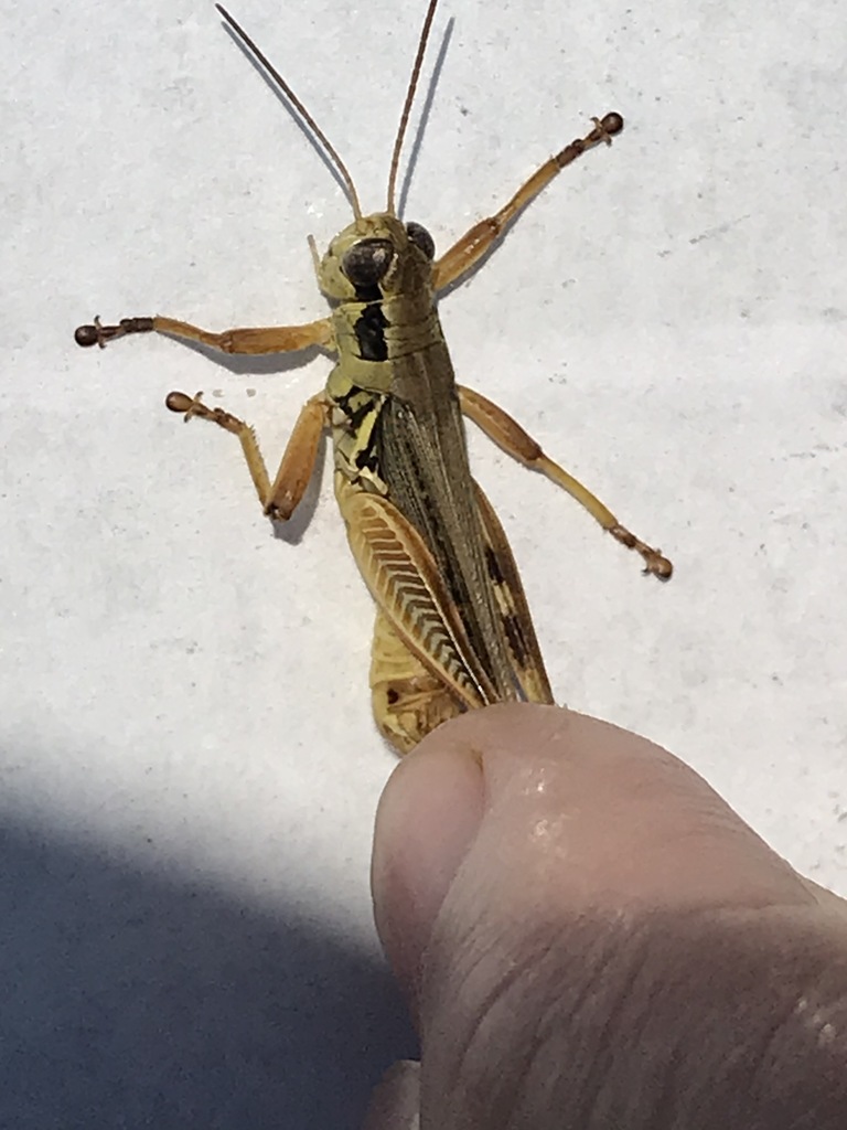 Red-legged Grasshopper from Johnson County, KS, USA on September 04 ...