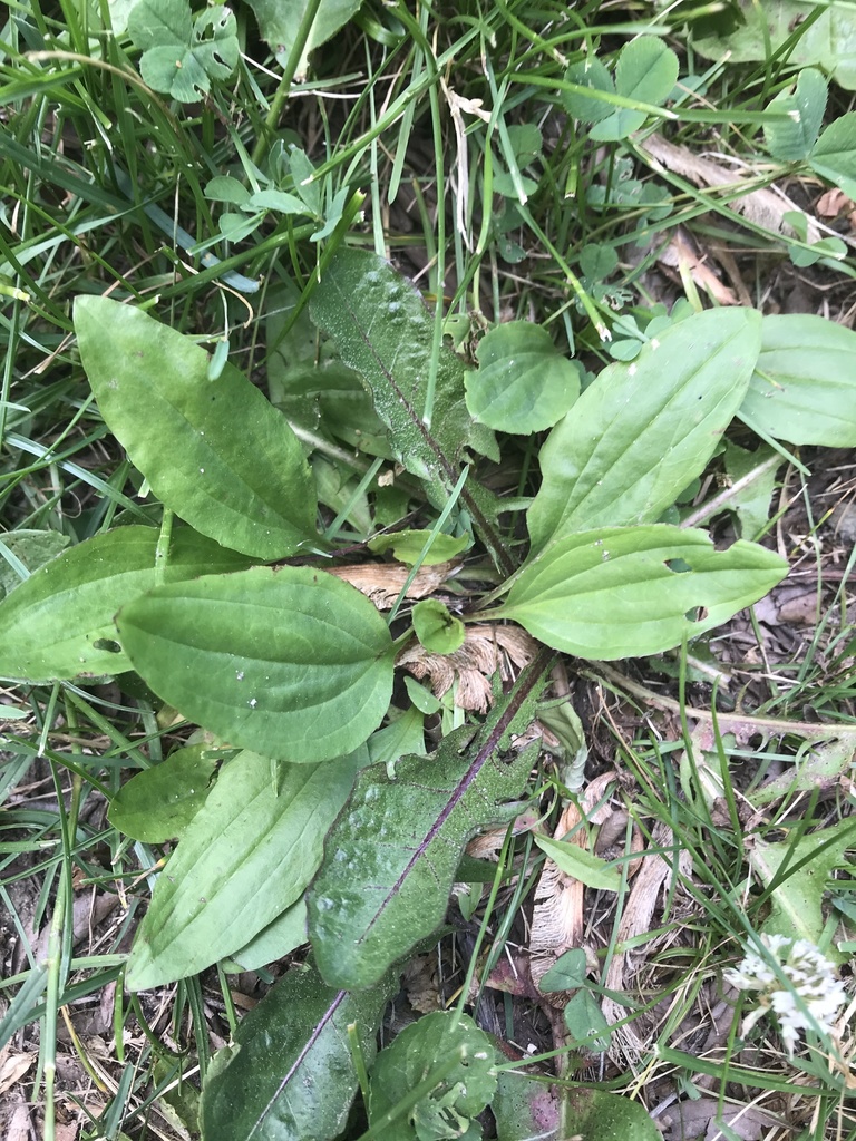 American plantain from Packard St, Ann Arbor, MI, US on June 14, 2021 ...