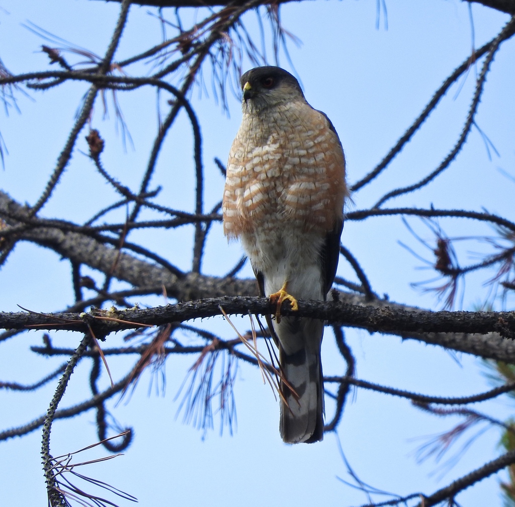 Northern Sharp-shinned Hawk from Okanagan-Similkameen, BC, Canada on ...