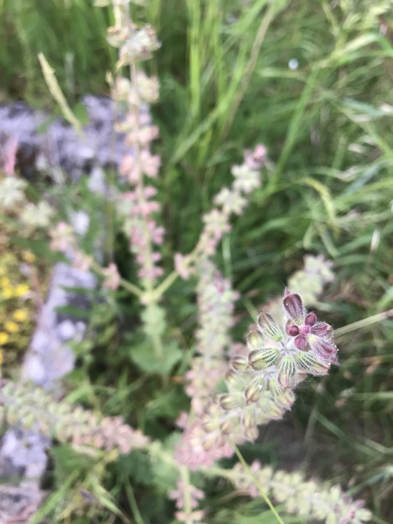 wild clary from Mill Road Cemetery, Cambridge, England, GB on June 14 ...