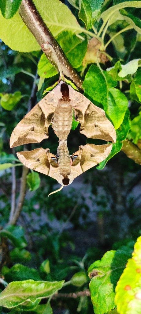 Eyed Hawkmoth from Lancashire on June 14, 2021 at 11:01 PM by hampshire ...