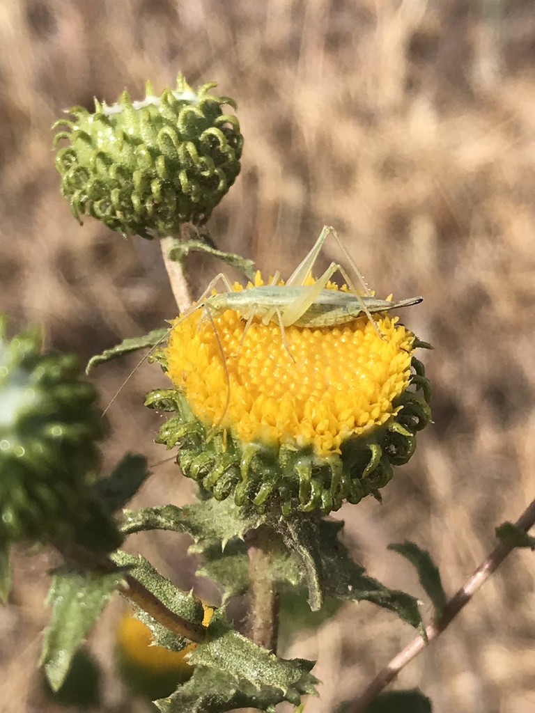Common Tree Crickets from Coyote Valley Open Space Preserve, Morgan ...