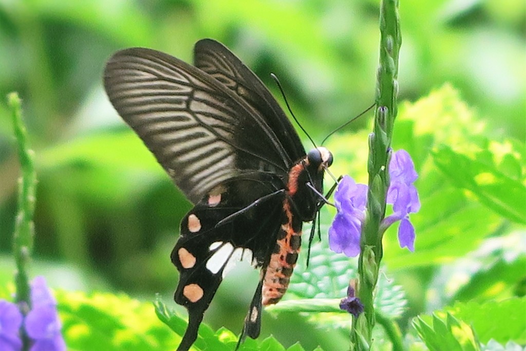 Common Rose Swallowtail from Singapore on July 21, 2016 at 10:52 AM by ...