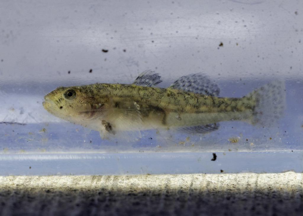 Tidewater Goby (Eucyclogobius newberryi) - Marine Life Identification