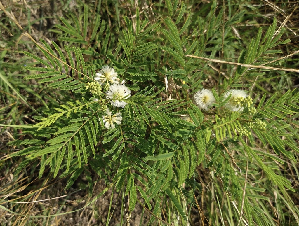 Illinois bundleflower from Erwin Park, McKinney, TX, US on June 14 ...