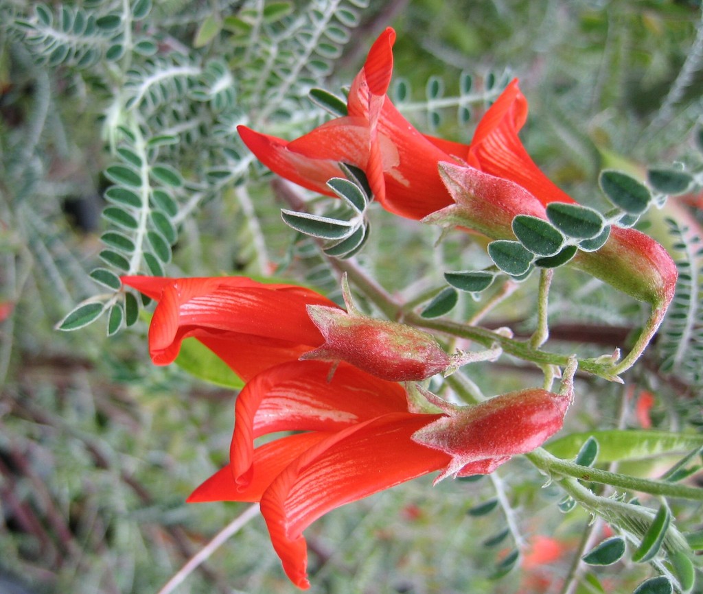 cancer bush (Breede River Valley V 1 of 1) · iNaturalist