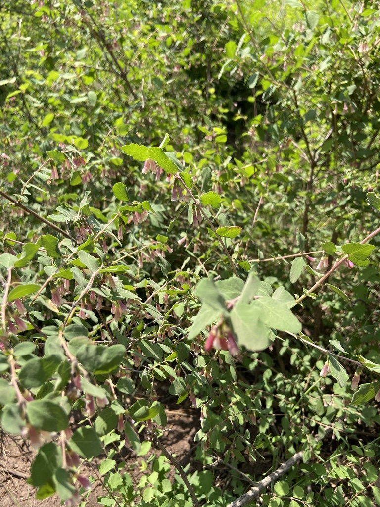 Roundleaf Snowberry from Santa Fe National Forest, Gallina, NM, US on ...