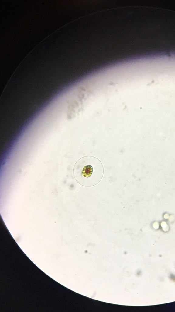 (Haematococcus) - Botanical Realm