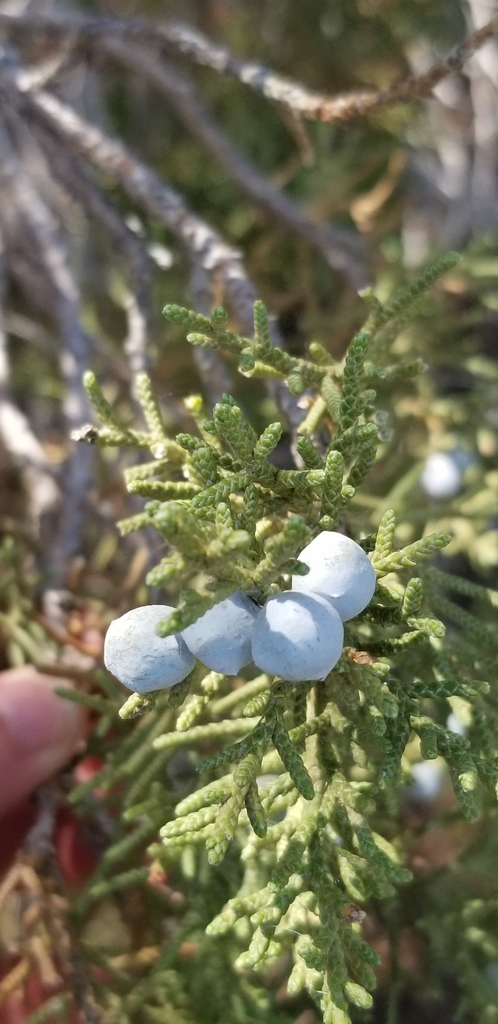 Utah Juniper from Bondad on June 14, 2021 at 03:53 PM by Briana Paxton ...