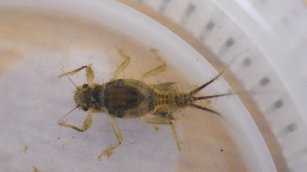 Leptohyphidae from Delaware County, PA, USA on June 14, 2021 at 08:10 ...