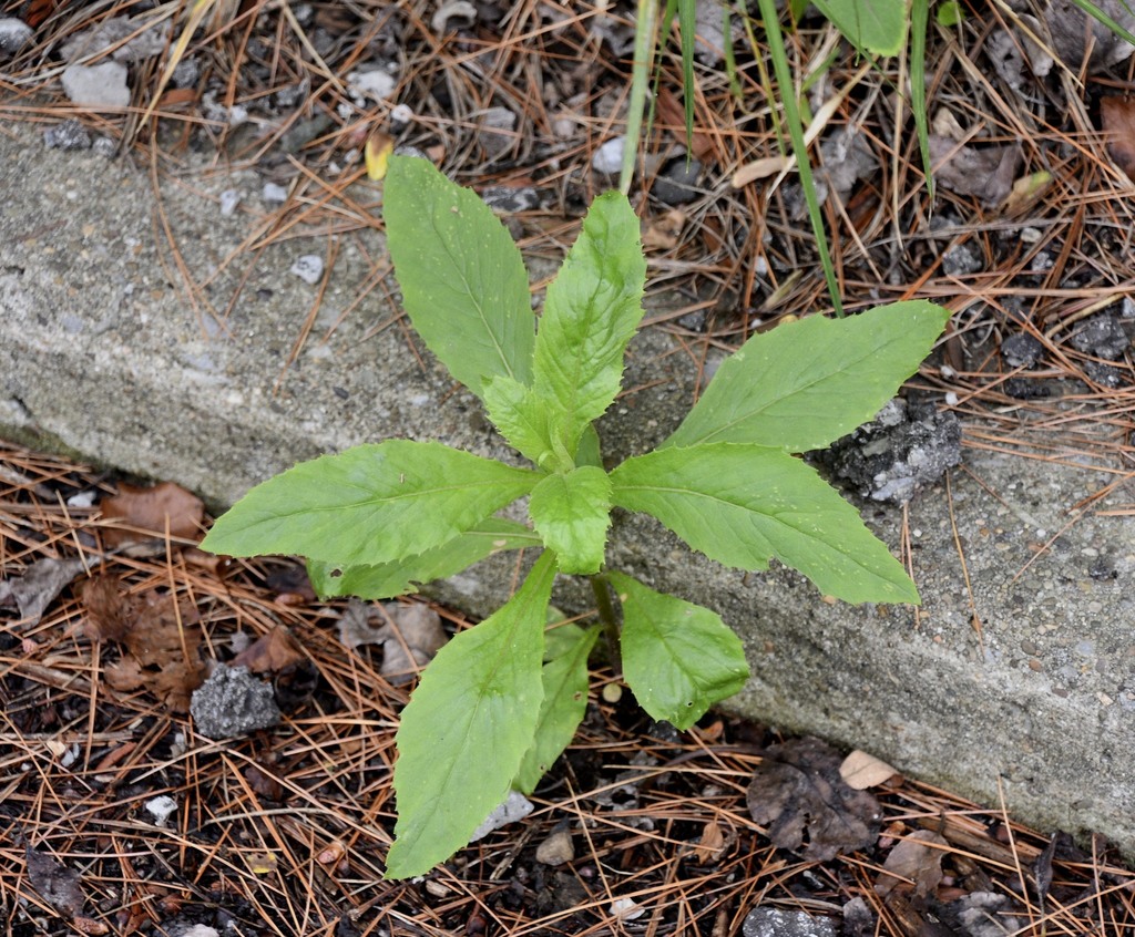 American burnweed from Clarksburg, WV, USA on June 14, 2021 at 10:42 AM ...