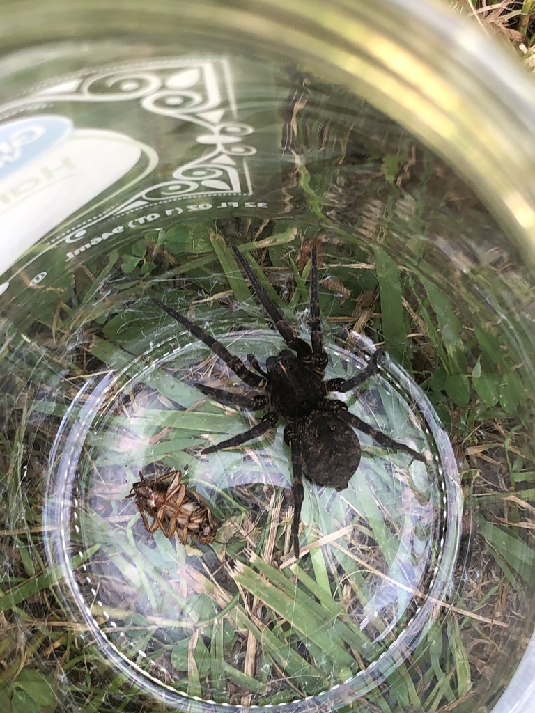 Woodland Giant Wolf Spider from Mark Twain National Forest, Steelville ...