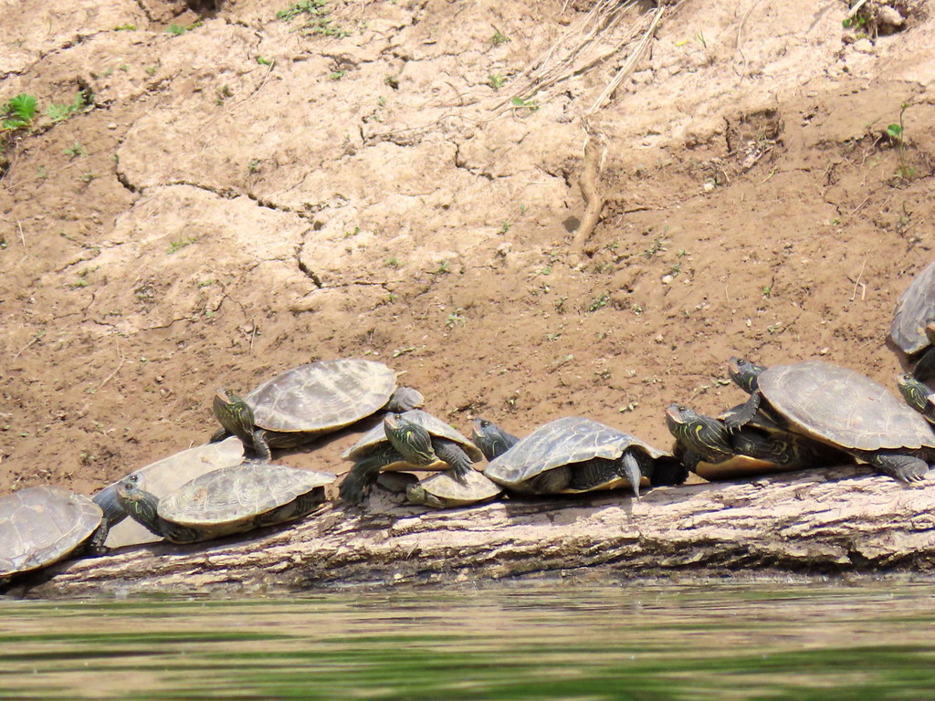 Northern Map Turtle in May 2021 by Don Scallen. I’ve paddled a section ...