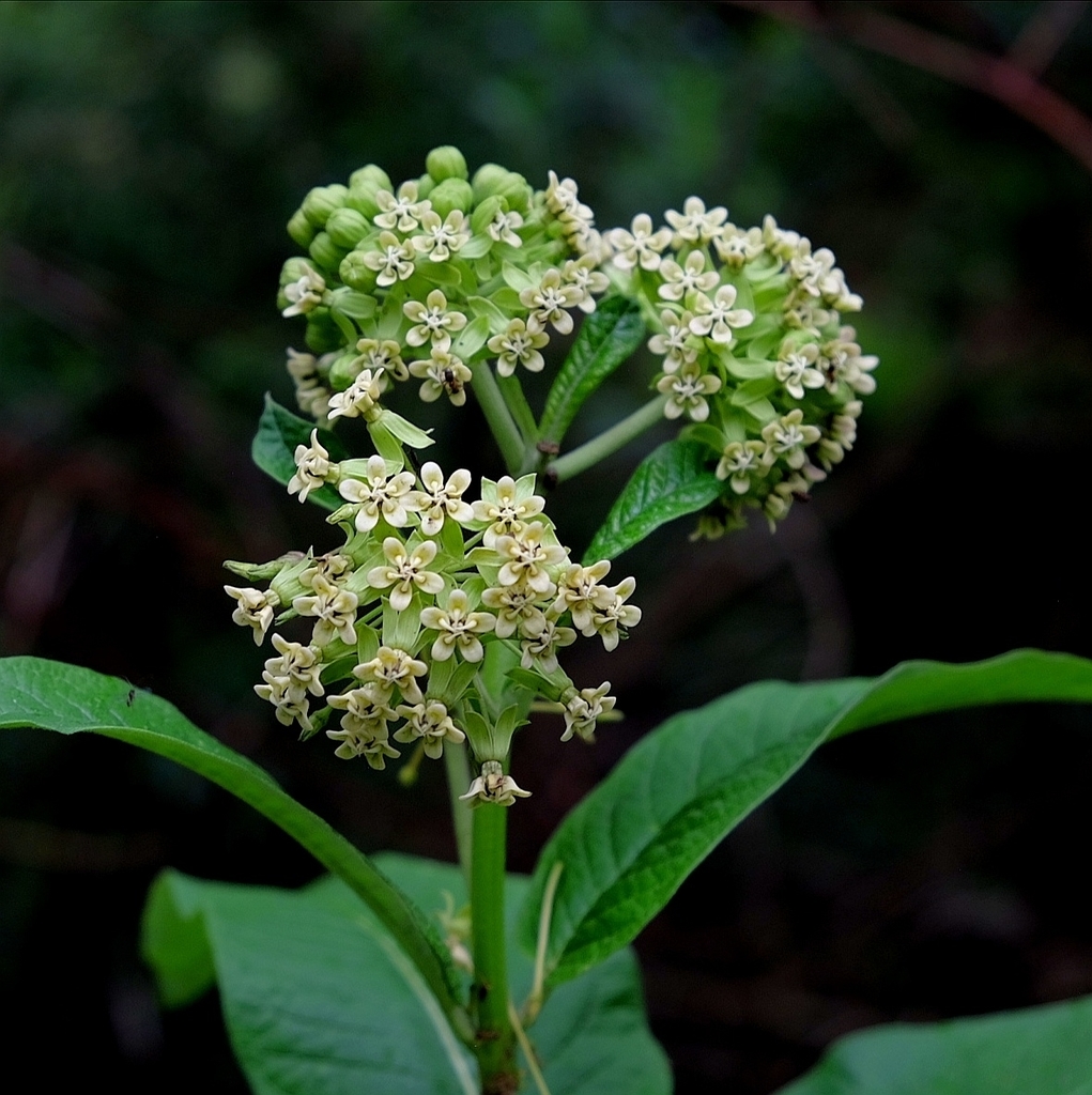 Asclepias notha from Oaxaca, MX on June 10, 2021 at 02:19 PM by ...