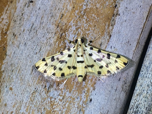 Pycnarmon eosalis · iNaturalist