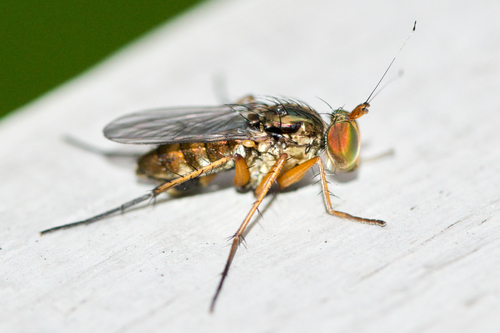 Género Tachytrechus · Naturalista Costa Rica