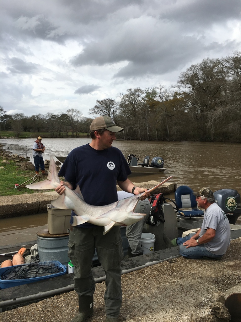 American Paddlefish from Jennings, LA 70546, Jennings, LA, US on ...