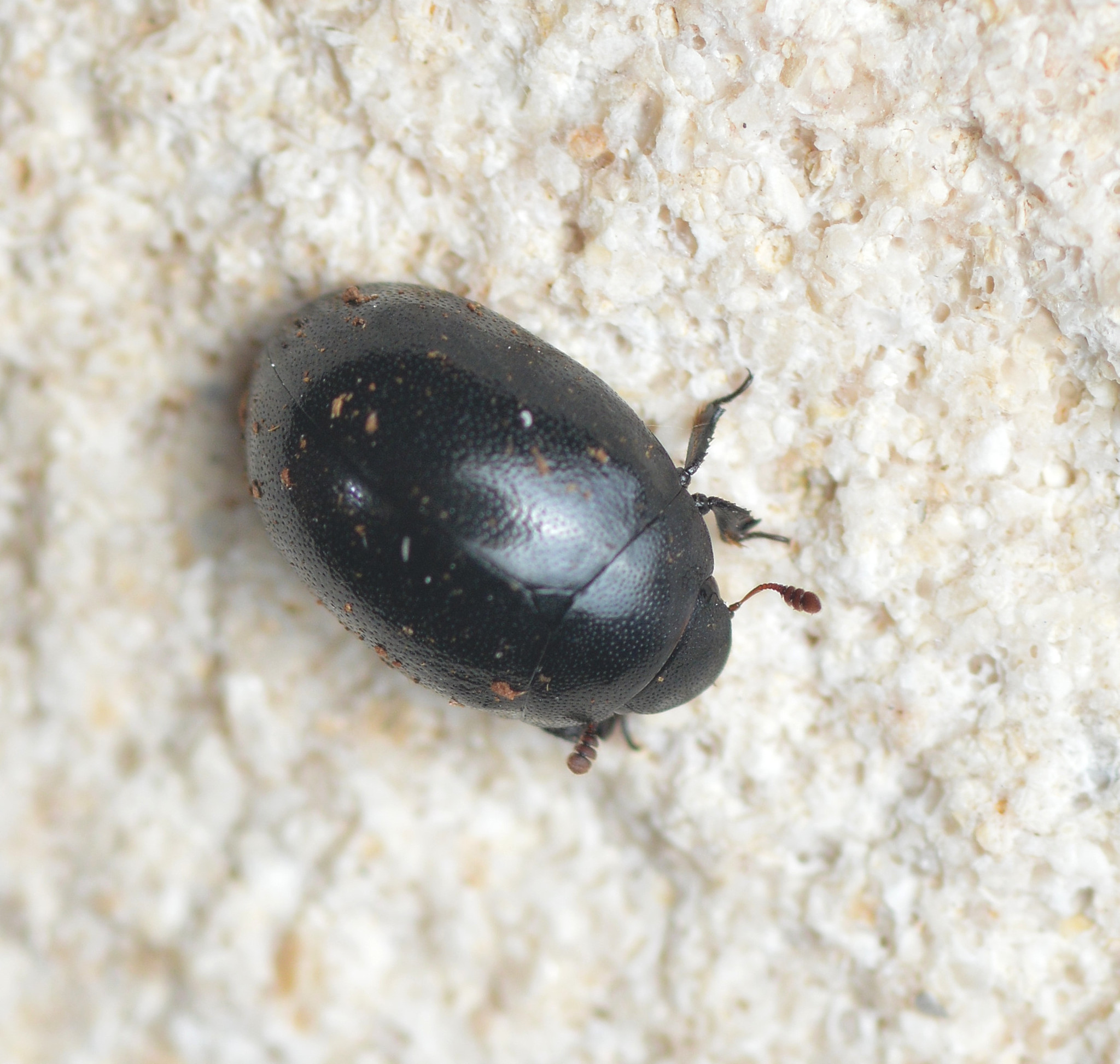 Nosodendridae