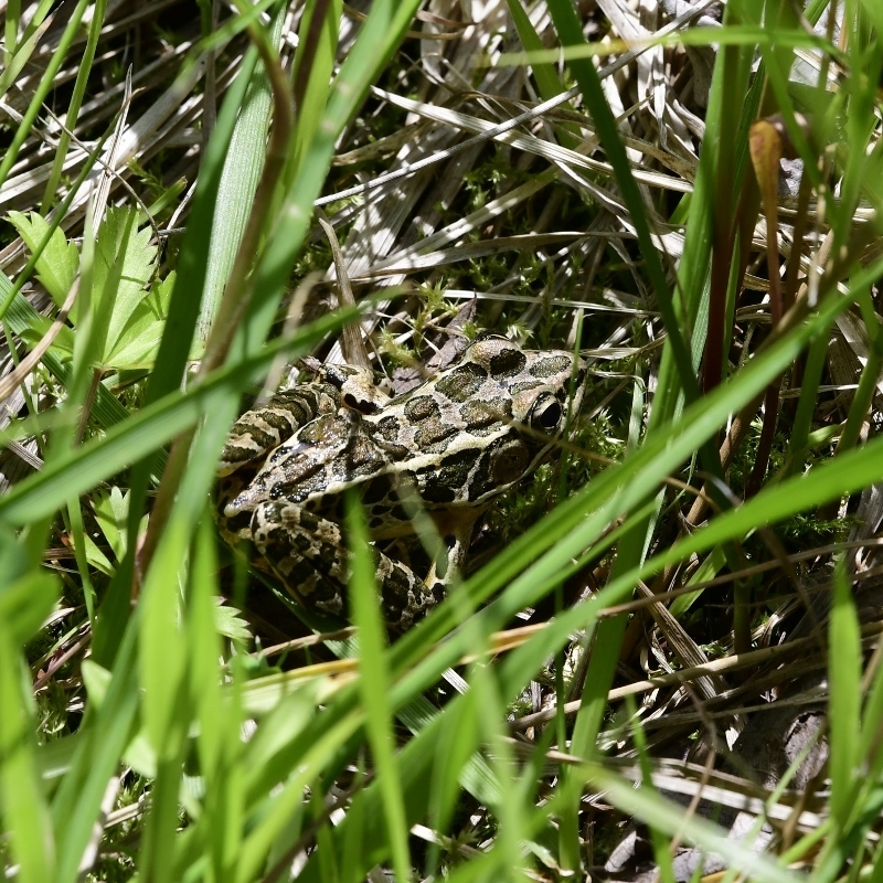 Pickerel Frog in May 2021 by roamingthewoods · iNaturalist