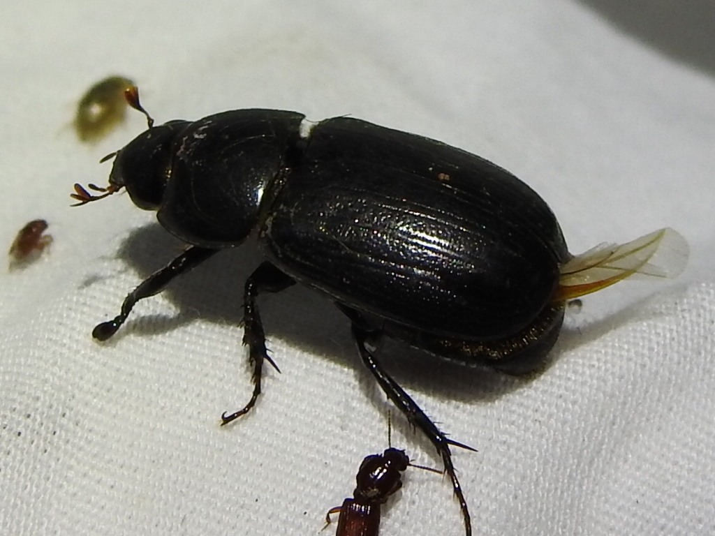 Masked Chafers and Rice Beetles from Mills County, TX, USA on June 12 ...