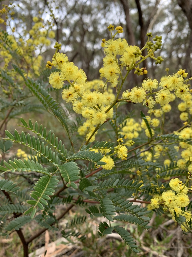 Sunshine Wattle (Acacia terminalis) - Botanical Realm