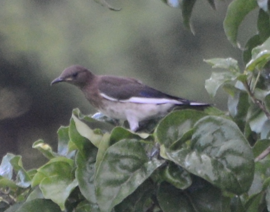 Hartlaubius auratus (Statius Muller, 1776)