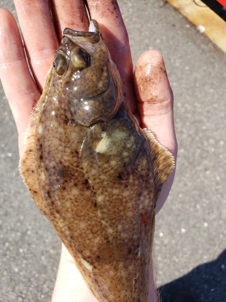 Atlantic Halibut from Baie-Sainte-Catherine, QC, Canada on June 13 ...