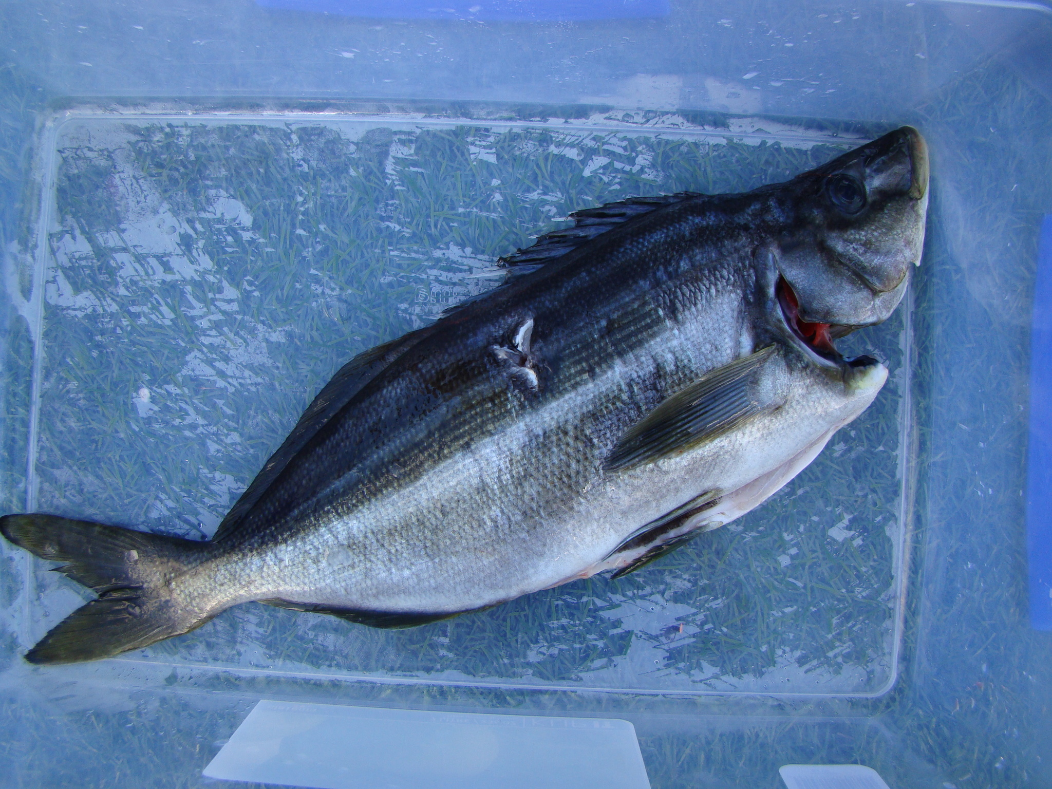 Latris lineata (Forster, 1801)