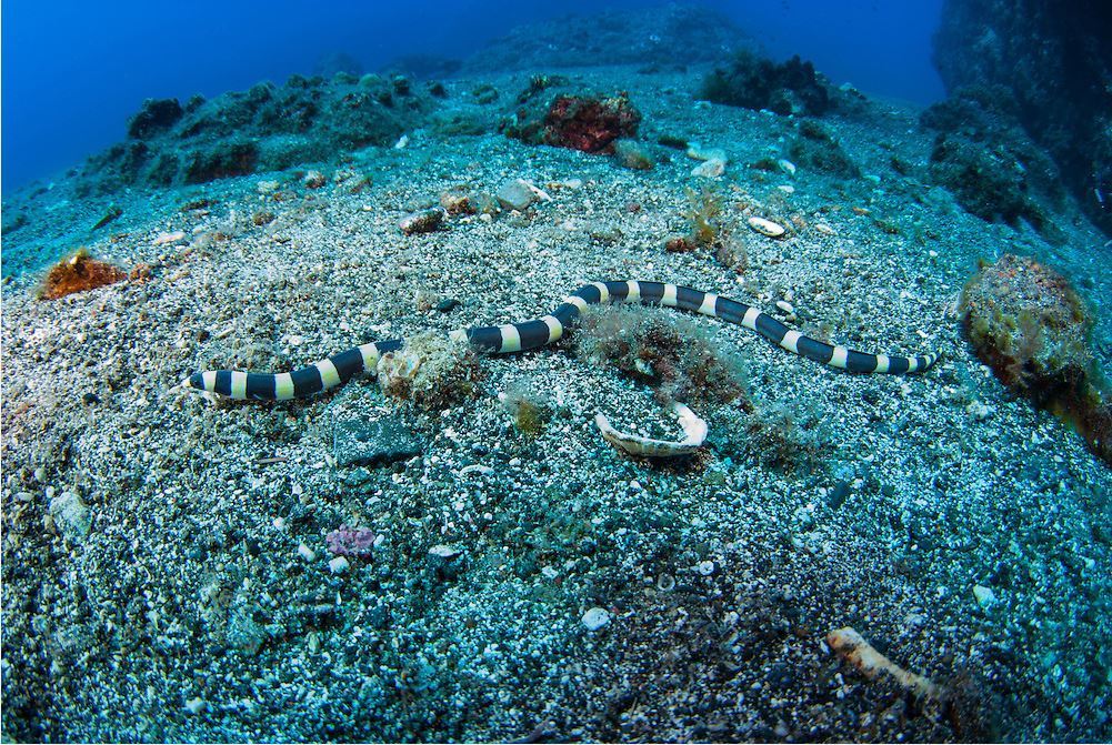 Banded snake eel from Kermadec Islands Marine Reserve on March 26, 2013 ...