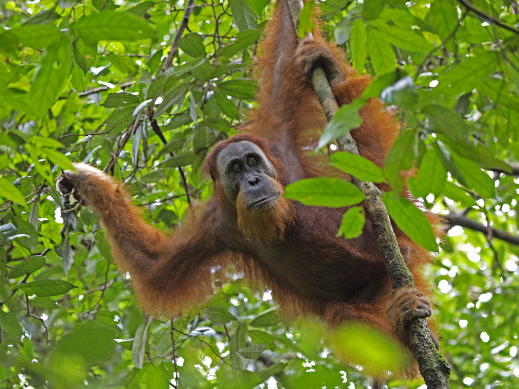 Sumatran Orangutan (Pongo abelii) - Know Your Mammals
