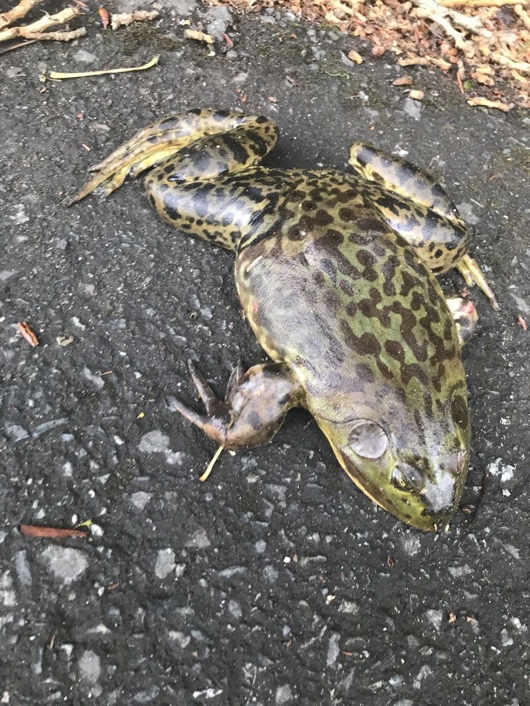 American Bullfrog from 3rd Ave S, Burien, WA, US on June 14, 2021 at 07 ...