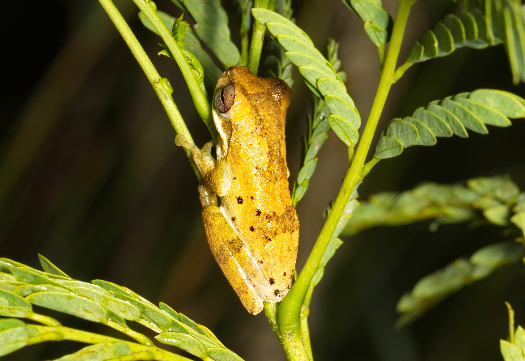 Chiromantis nongkhorensis (Cochran, 1927)