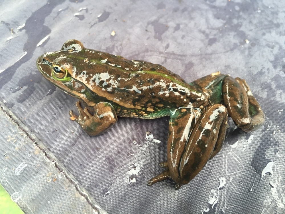 Southern Bell Frog from Toorloo Arm, VIC, AU on June 15, 2021 at 08:10 ...