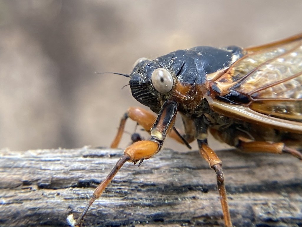 Pharaoh Cicada from Military Rd, Arlington, VA, US on May 25, 2021 at ...