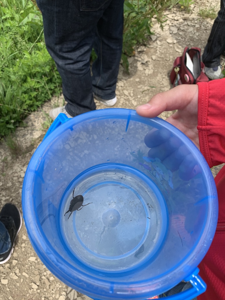 Japanese Giant Water Bug from 弘前大学 文京町地区, 弘前市, 青森県, JP on June 15, 2021 ...