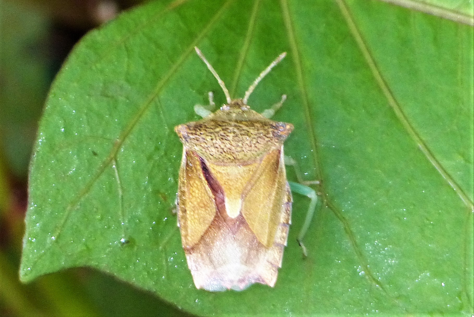 Pygoplatys Dallas, 1851