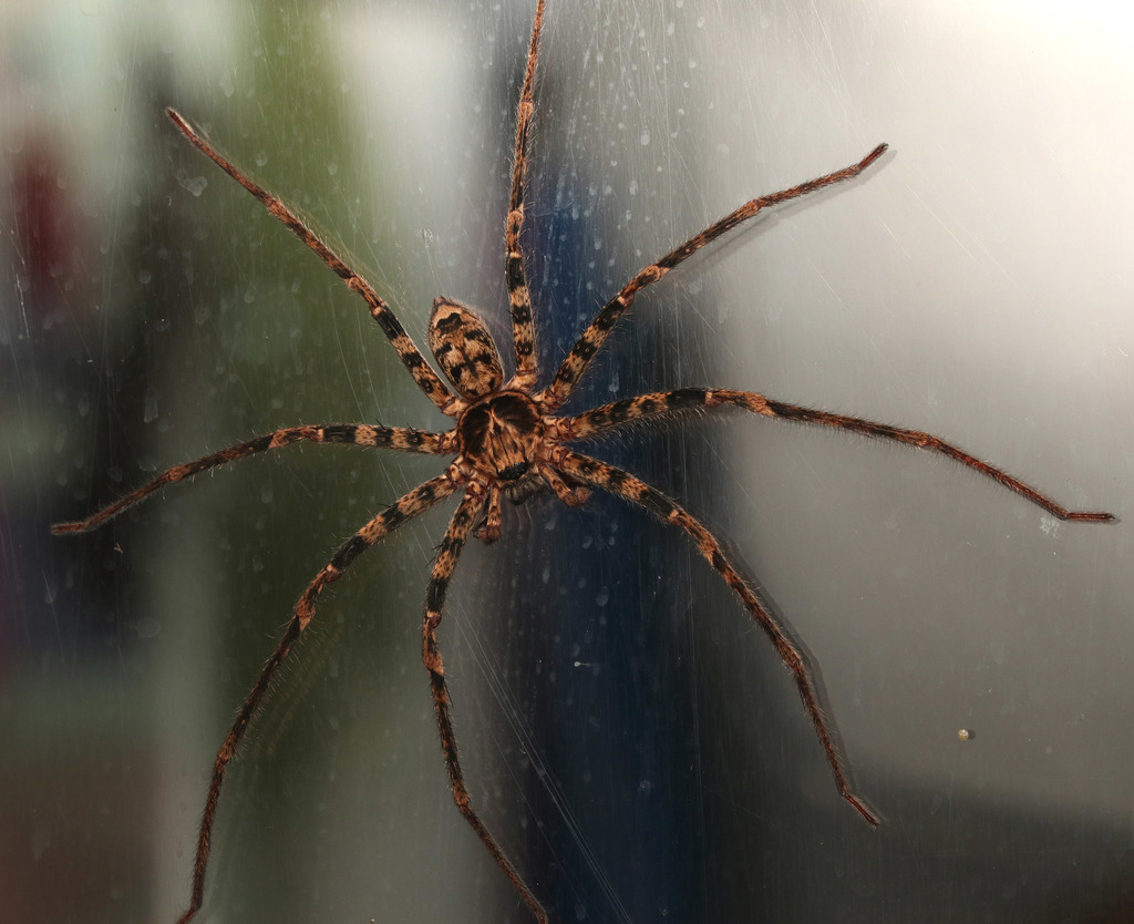 Long-legged Huntsman Spider in April 2021 by juliegraham173 · iNaturalist