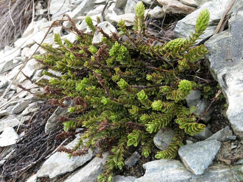 Veronica petriei · iNaturalist Mexico