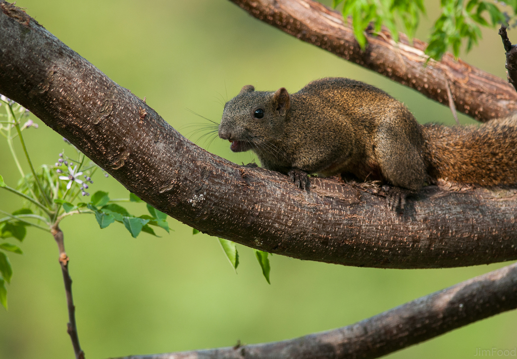 Taiwan Squirrel (Callosciurus erythraeus thaiwanensis) - Know Your Mammals