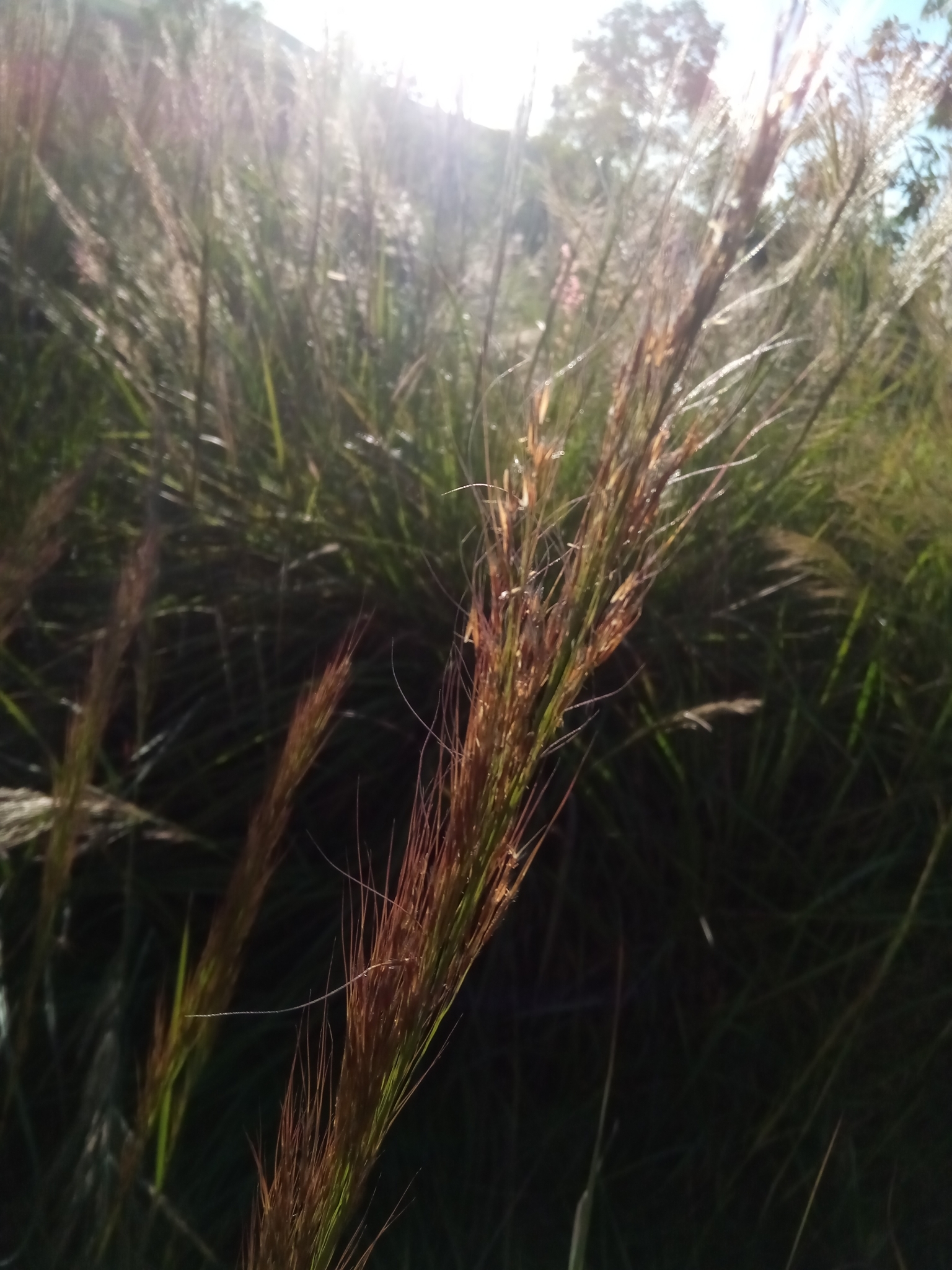 Loudetia simplex (Nees) C.E.Hubb.