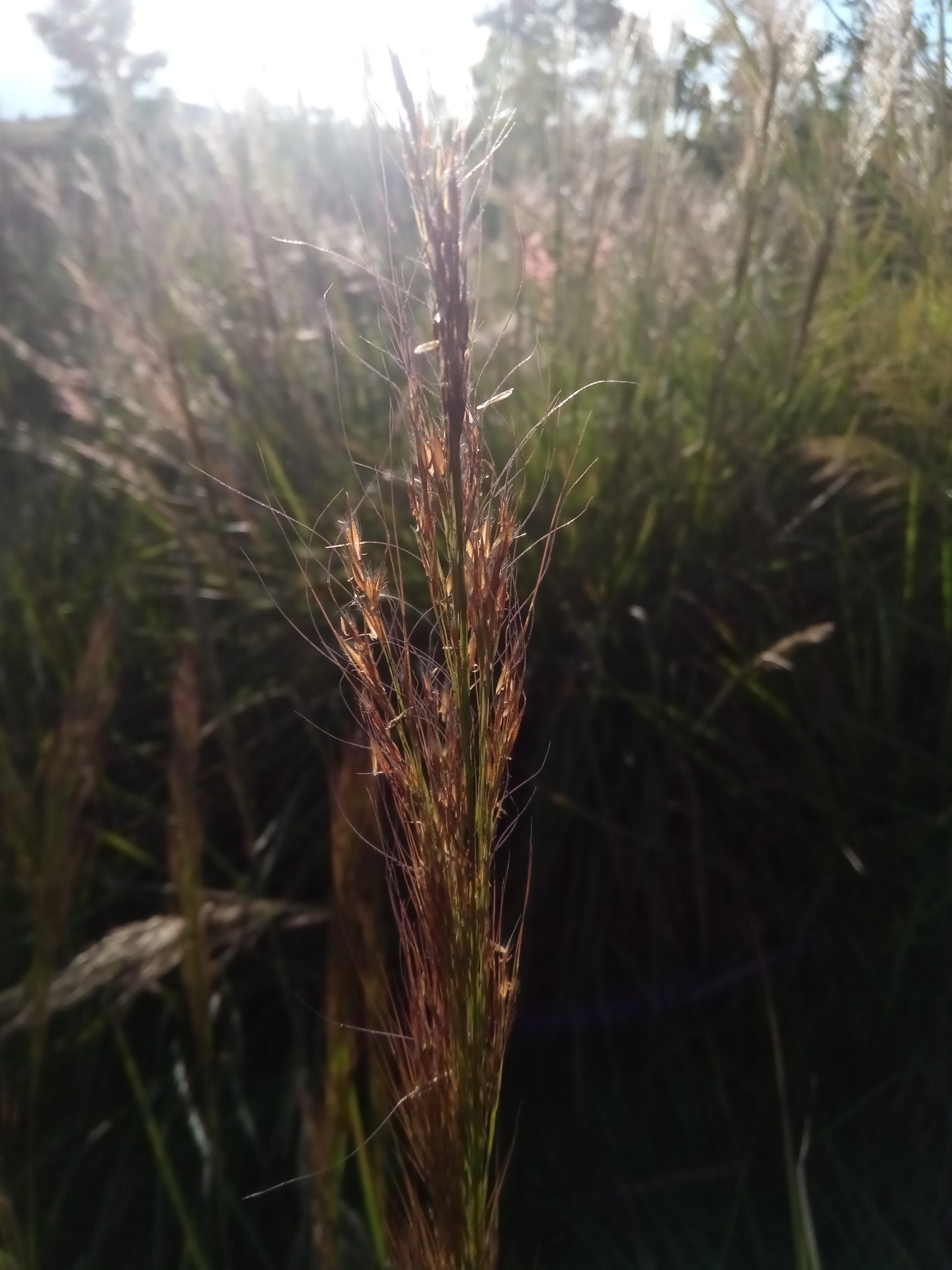 Loudetia simplex (Nees) C.E.Hubb.