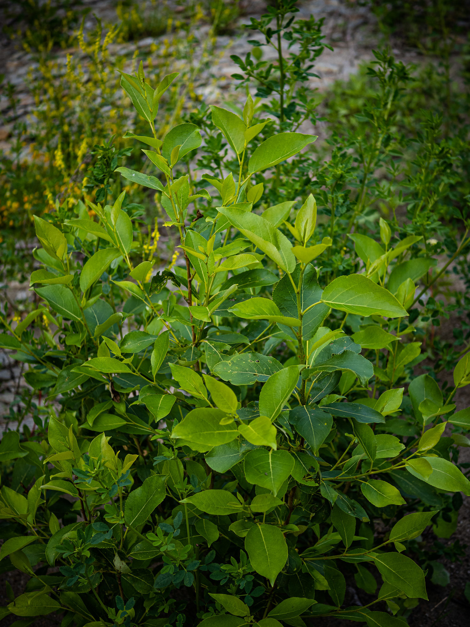 Populus ×jackii Sarg.