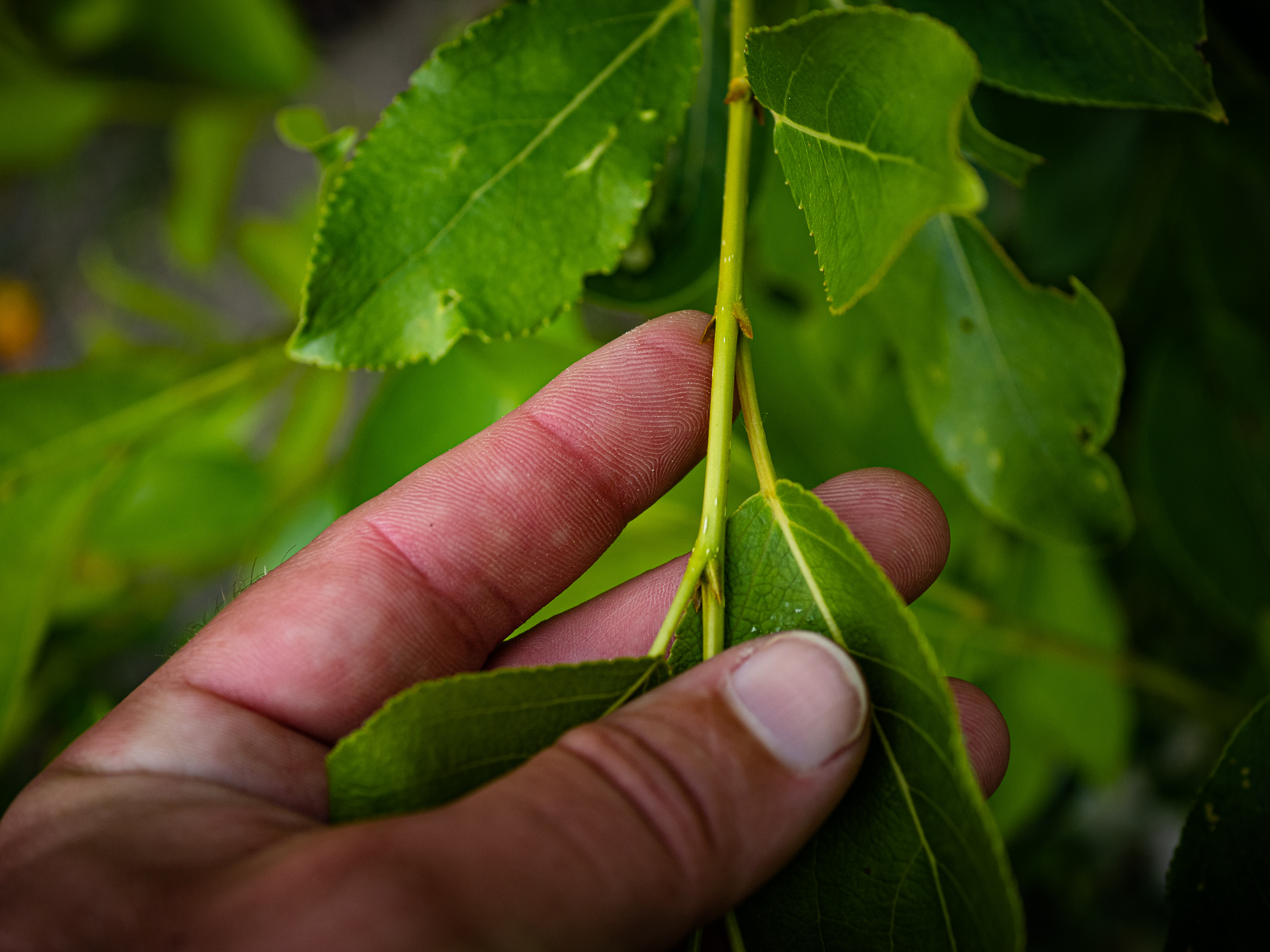Populus ×jackii Sarg.