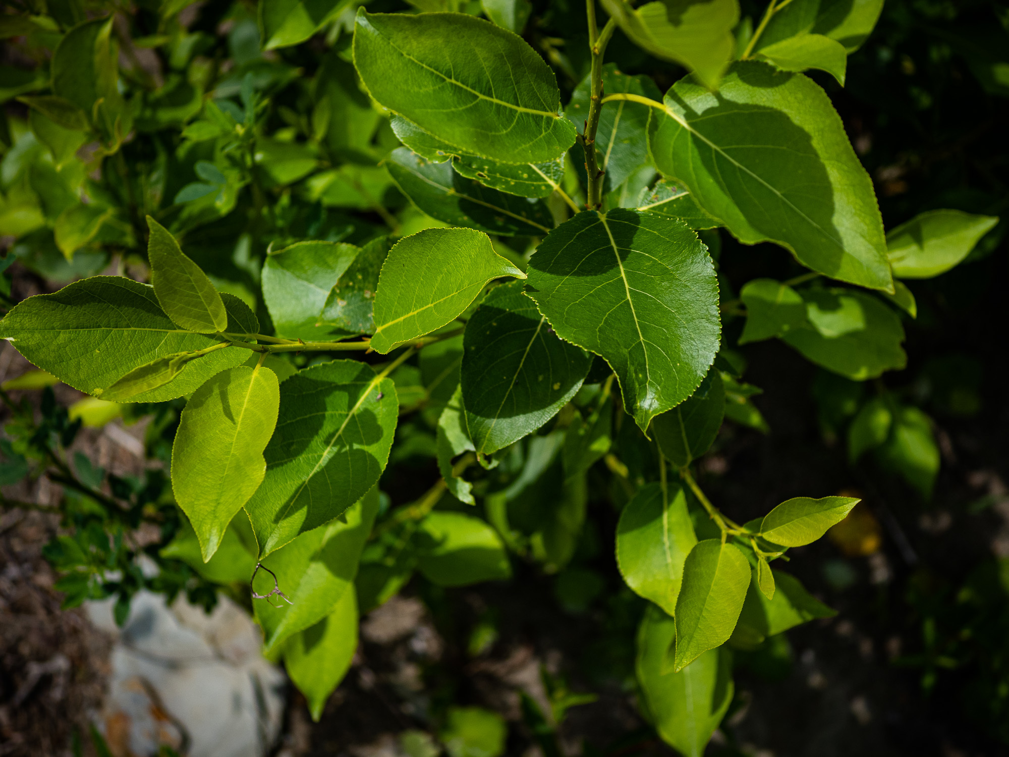 Populus ×jackii Sarg.
