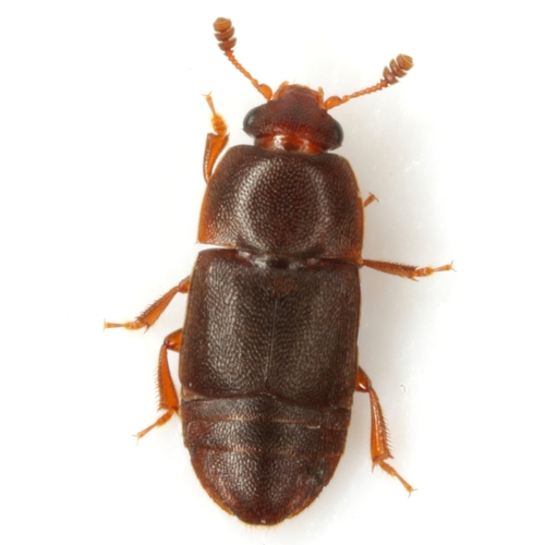 Colopterus unicolor · iNaturalist