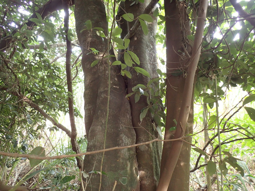 Natal Milkplum (Englerophytum natalense) - Botanical Realm