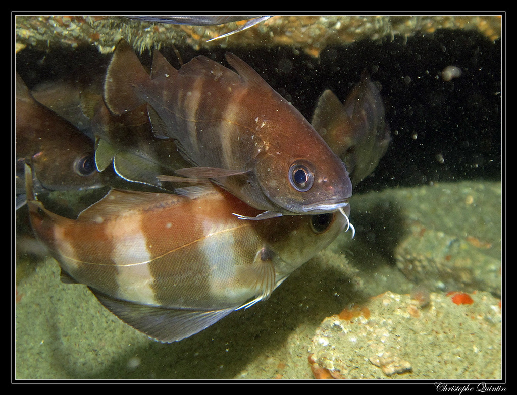 Pouting (Trisopterus luscus) - Marine Life Identification